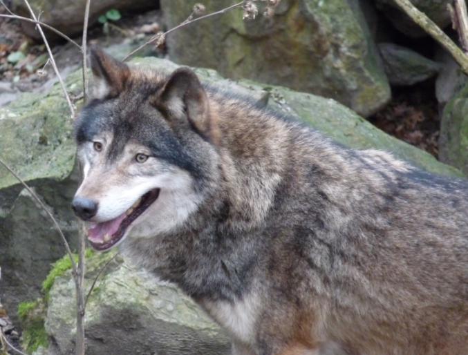 Qui a peur du grand méchant loup