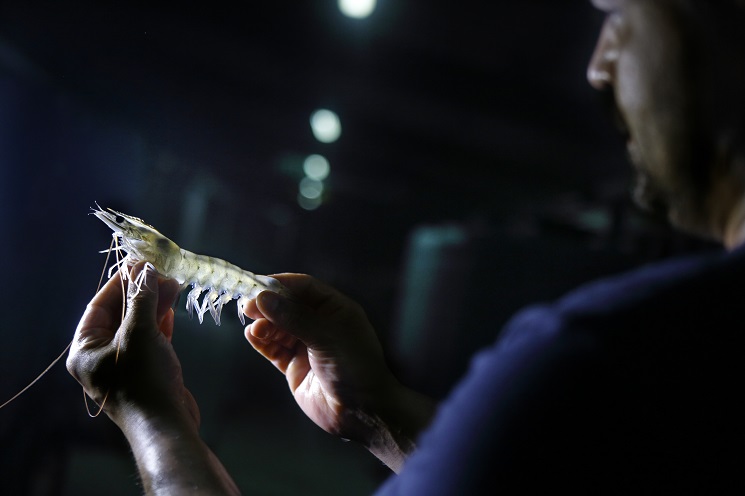 Noray Seafood : un Français, deux Norvégiens et 100.000 crevettes, en ...