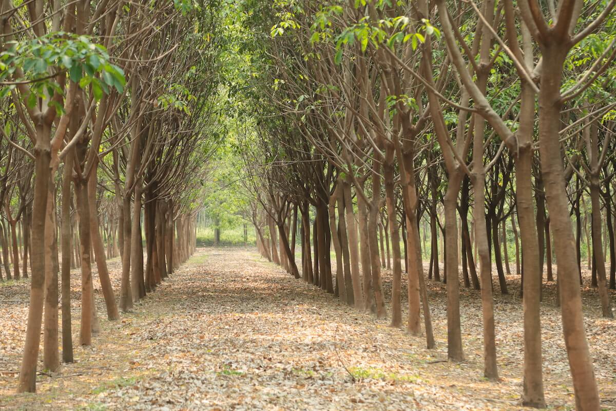 Un vendredi, un arbre : l’hévéa, de la forêt amazonienne à l’Indonésie
