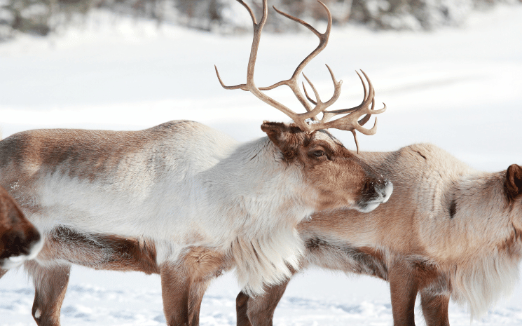 Déclin du caribou : l'animal emblématique du Québec de plus en plus menacé
