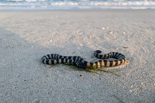 Attention aux serpents de mer cet hiver aux Émirats