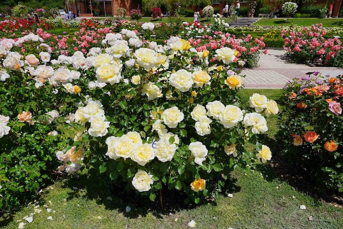 Une rose française, lauréate du Concours international de roses de Madrid