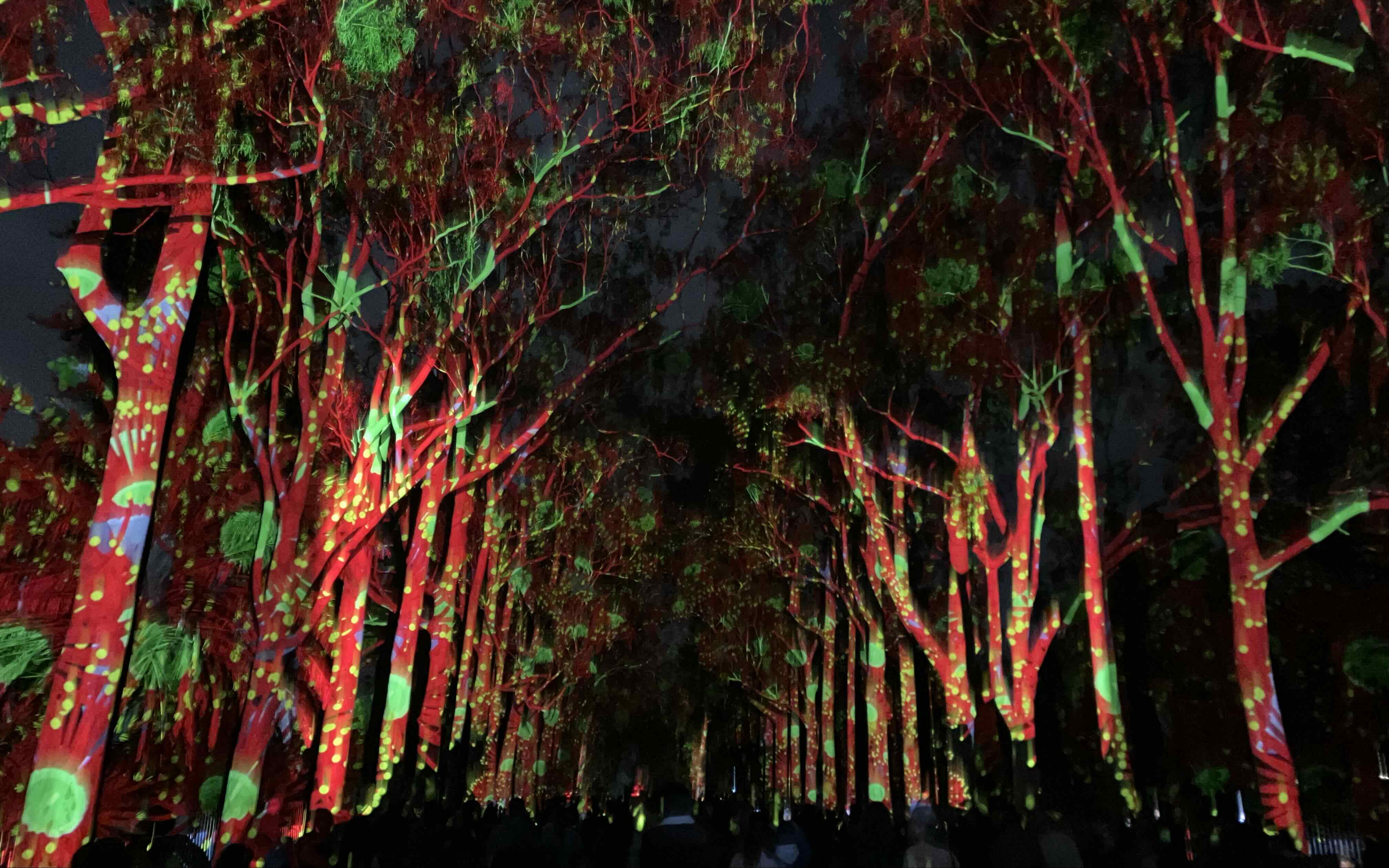 Perth : festival EverNow, une célébration de la saison "Kambarang"