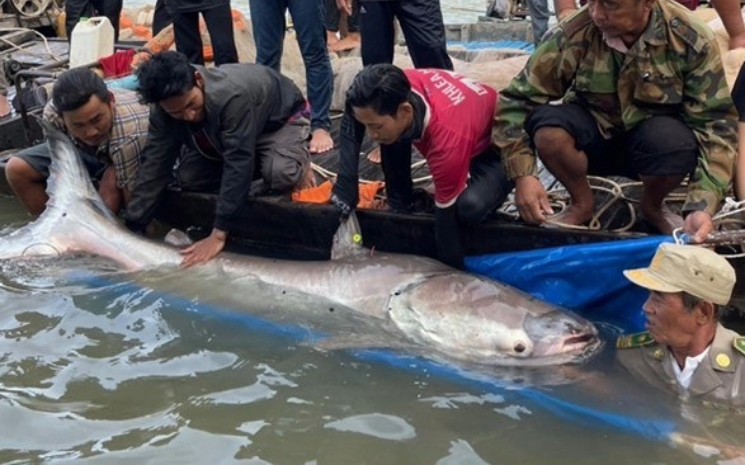 Six spécimens du poisson-chat géant du Mékong découverts en quelques jours