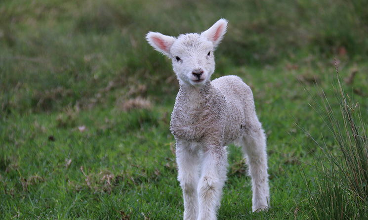 Des agneaux de Nouvelle-Zélande dans les assiettes pour Pâques