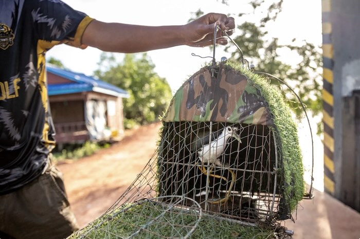 Le braconnage menace la biodiversité des oiseaux en Asie du Sud-Est