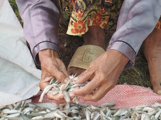 Le prahok de Siem Reap reconnu Indication Géographique