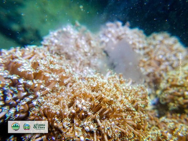 Les coraux se reproduisent à nouveau au large de Koh Rong, Cambodge