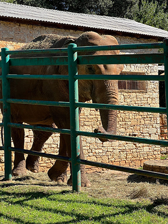 Lanka, l’éléphante emblème du seul safari de Croatie