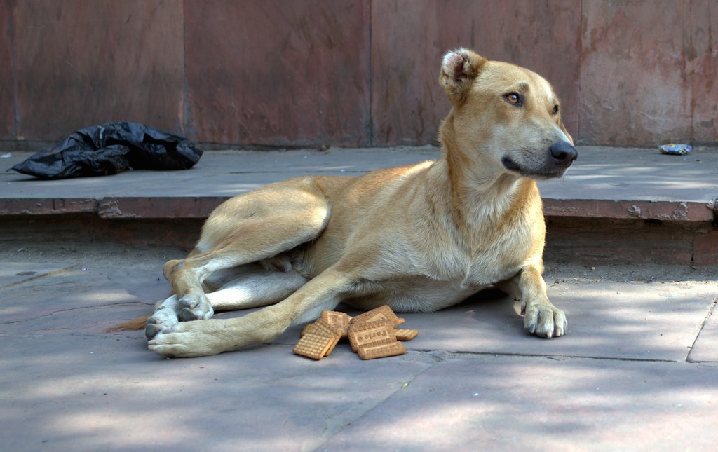Protection des humains ou droits des animaux : le problème des chiens ...