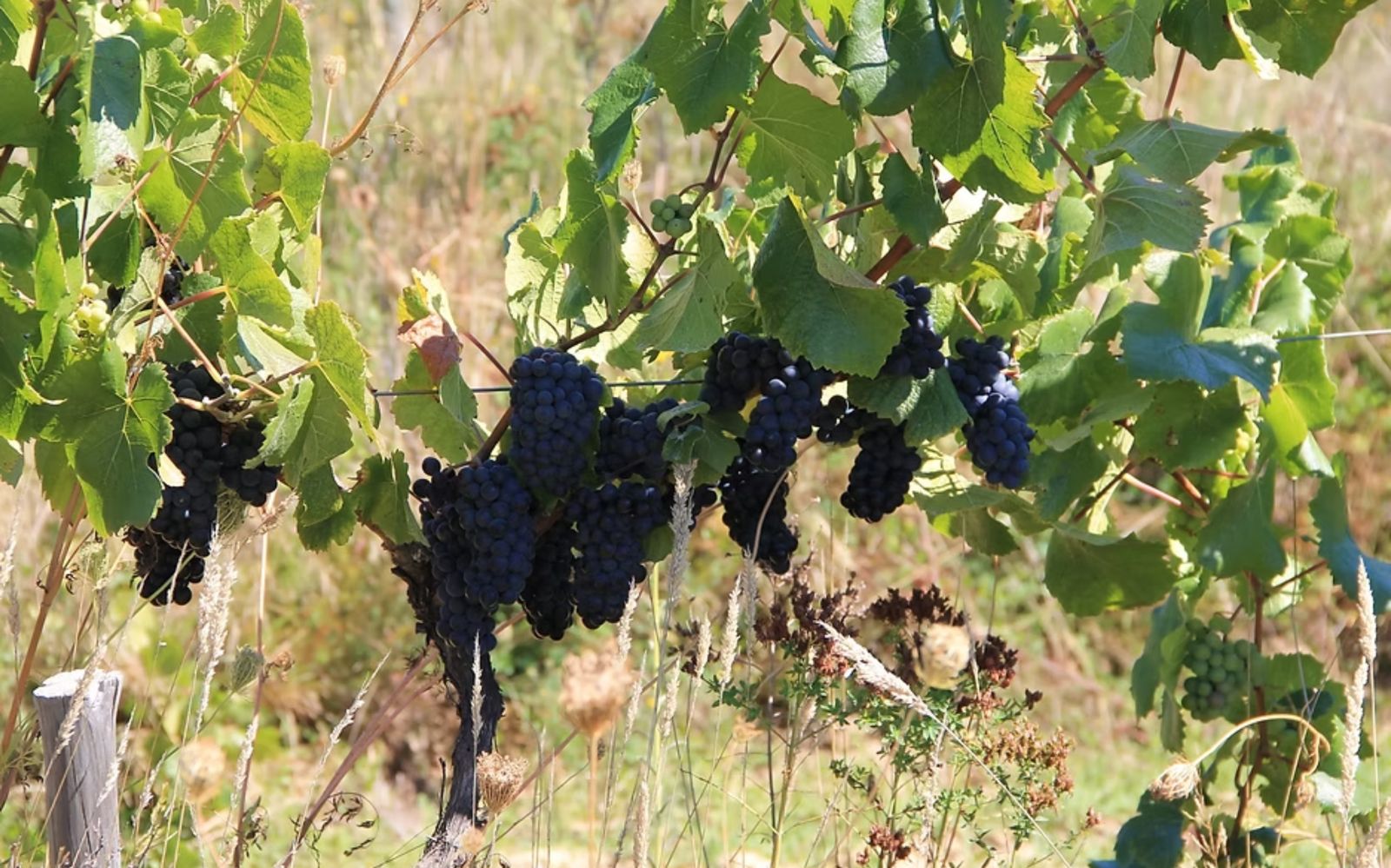 Louis-Antoine Luyt, un Français pionnier du vin « nature » au Chili