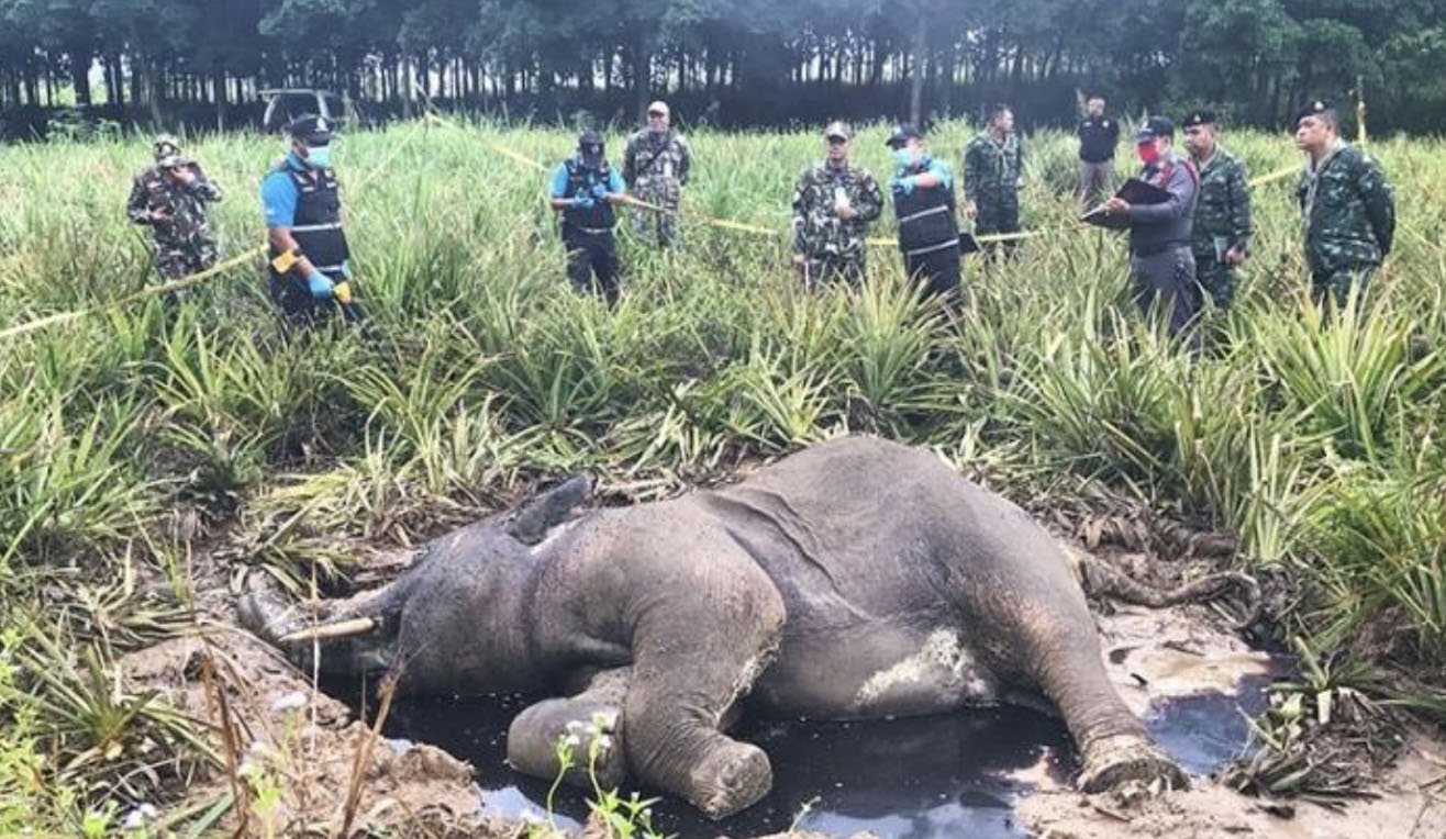 Électrocuté, abattu : deux éléphants sauvages meurent en un week-end en ...