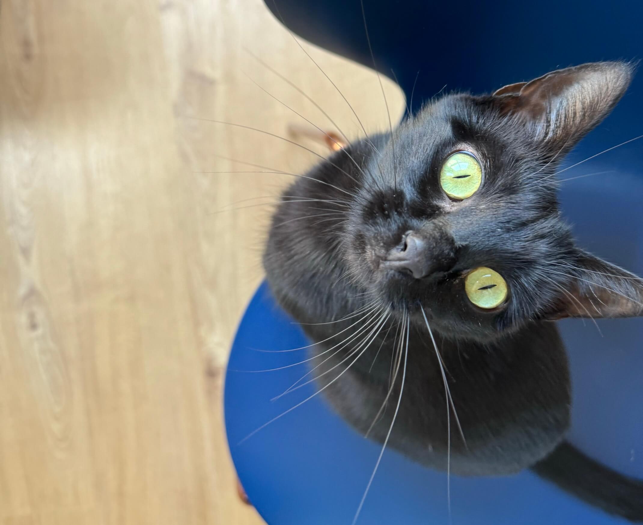 L'Espagne franchit le cap des 15 millions d'animaux de compagnie