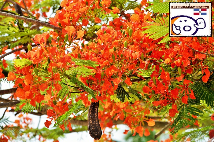 ARBRE TROPICAL - Le Flamboyant