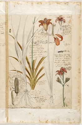 CONRAD GESSNER - Zurich fête les 500 ans du Léonard de Vinci suisse