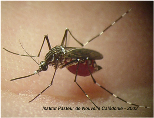 SANTE - Attention à la dengue de type 2