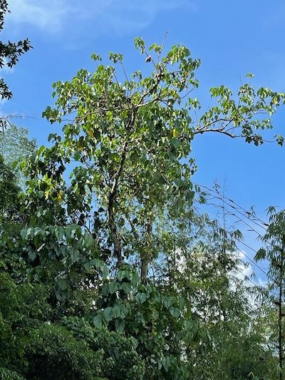 Connaissez-vous le kluwak, un ingrédient clé de la cuisine indonésienne