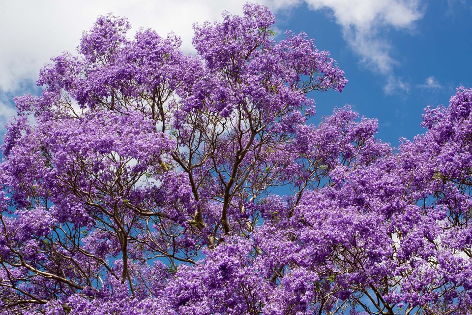 JACARANDA – Les plus belles vues à Joburg et Pretoria