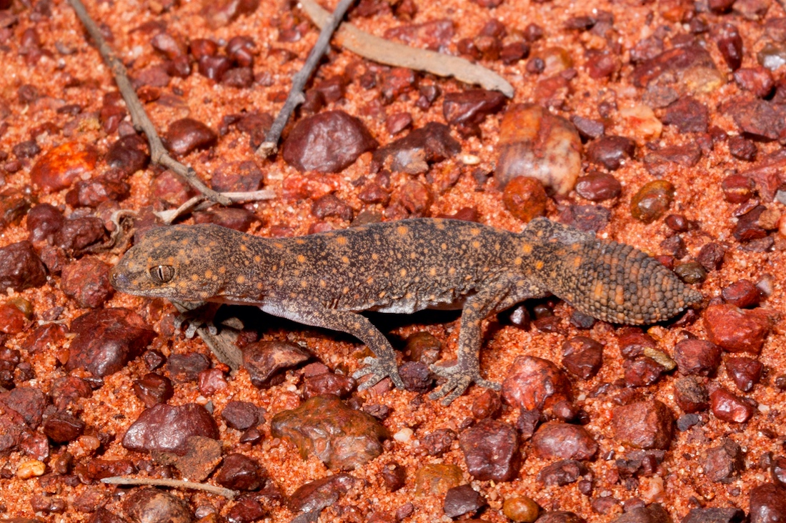 SCIENCE – Une nouvelle espèce de reptile découverte dans le Queensland