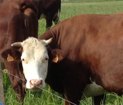 YVONNE - Une vache symbole de liberté