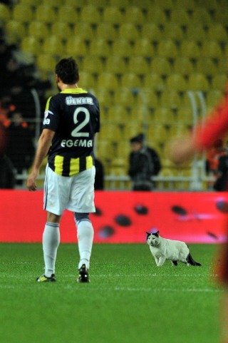 PHOTO INSOLITE – Un chat sur le terrain de football